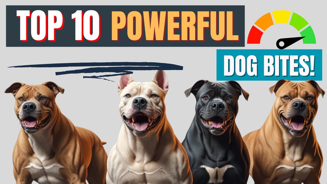 10 Dog Breeds With the Strongest Bite Force – You Won’t Believe #1 ...