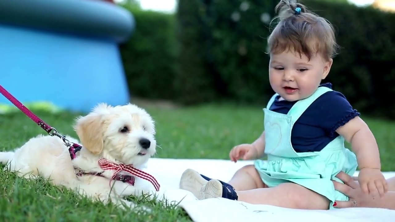 Cute Puppy Videos Compilation | Very Cute Puppy Videos - YouTube