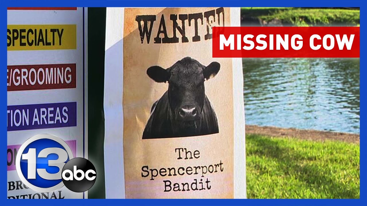 Have you seen the Spencerport Bandit? Cow missing from family's farm ...