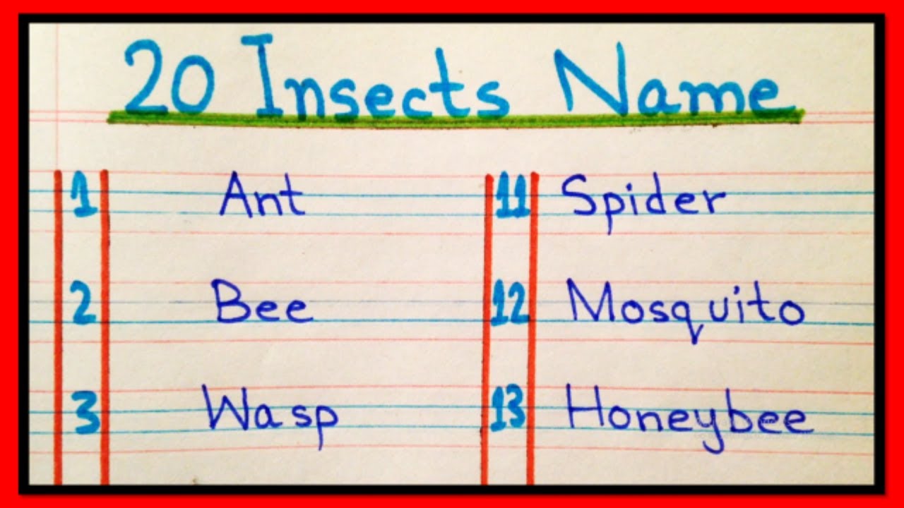 insects name | insects name in english | 20 insects name | किड़े ...