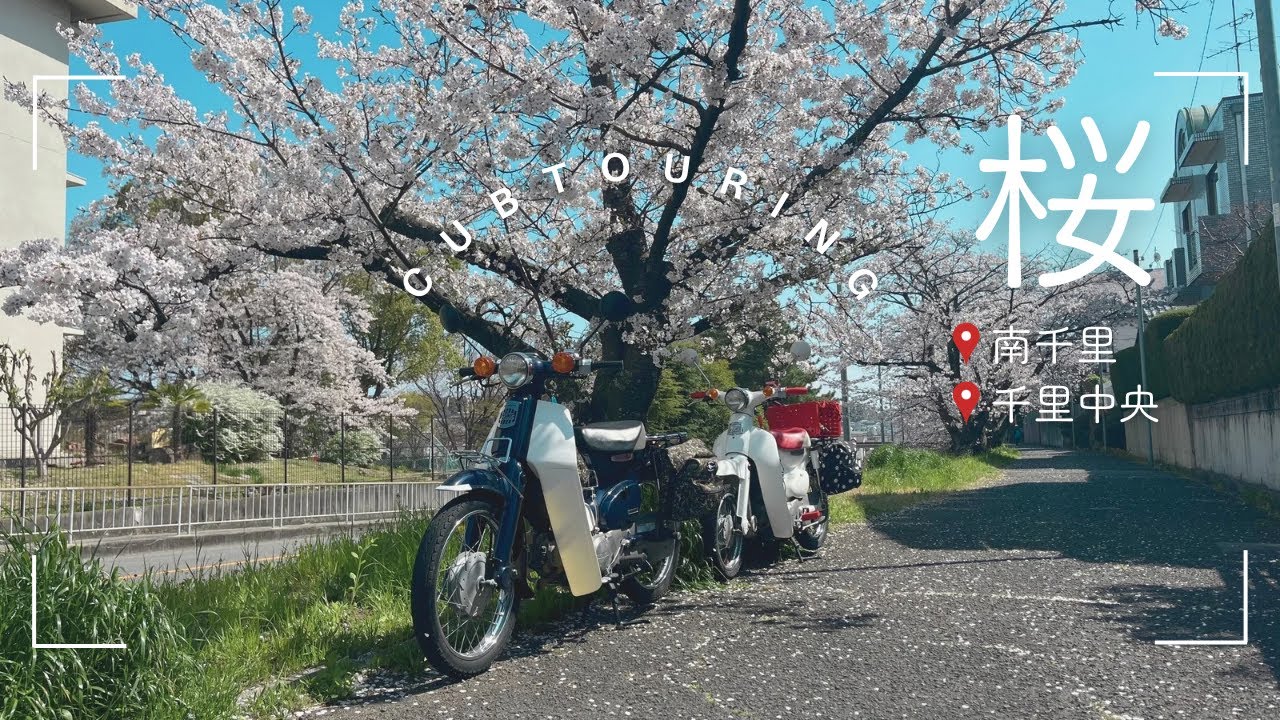 [スーパーカブ] sakura run 2025 [オックン式] - YouTube