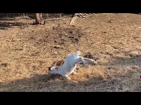 Best of Fainting Goats 2023🤣🤣