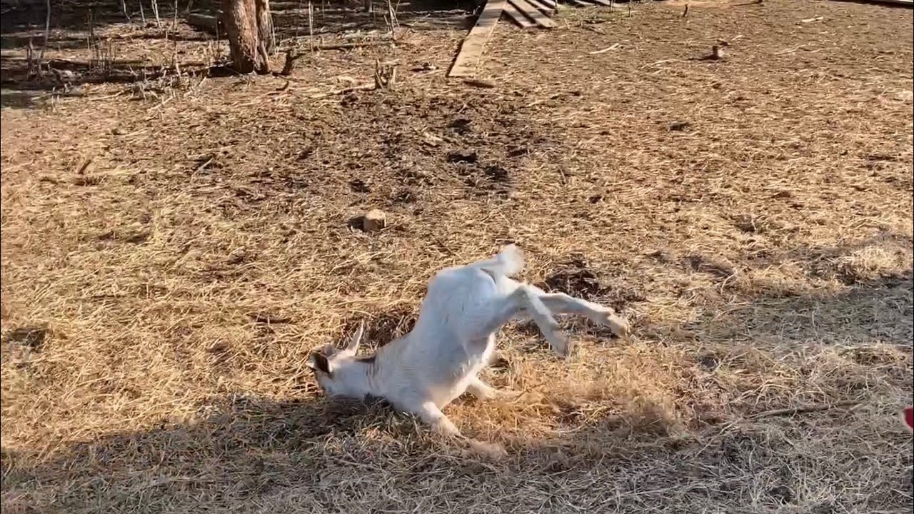 Best of Fainting Goats 2023🤣🤣 - YouTube