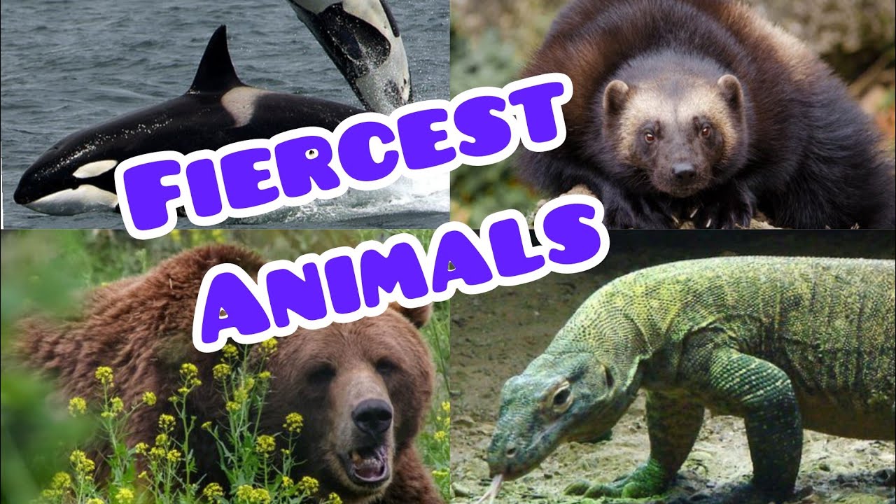 Animal Facts for Kids - Fiercest Animals [12 animals facts for kids ...