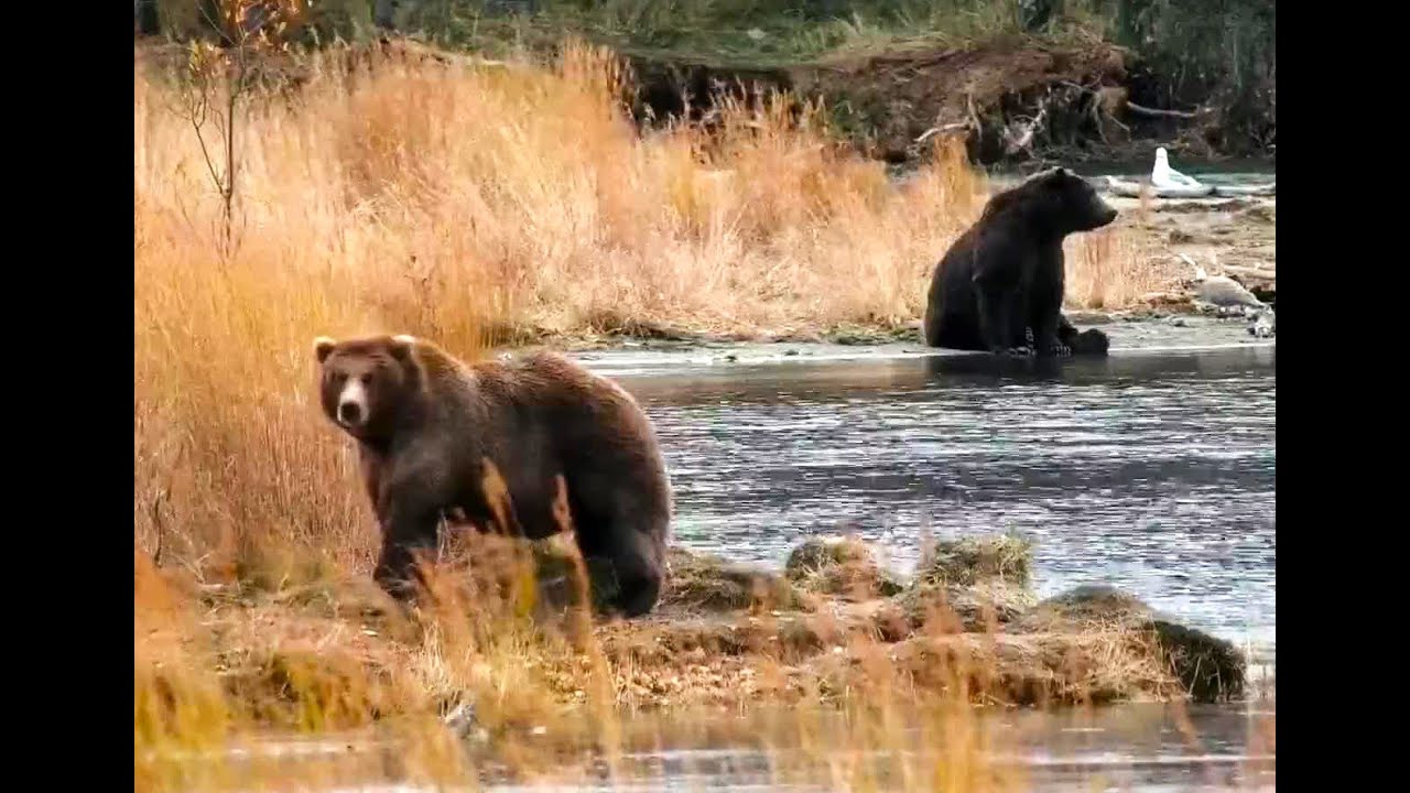 Bears 307 & 308 2023 Explore Org 1 - YouTube