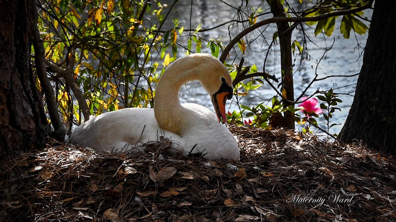 Beginning of Spring in Swan Lake - YouTube