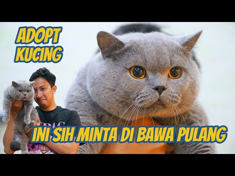 KUCING KUCING MODEL KAYA GINI MINTA DI CULIK