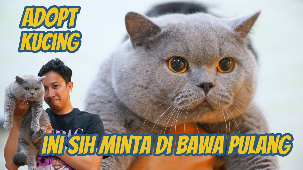 KUCING KUCING MODEL KAYA GINI MINTA DI CULIK - YouTube