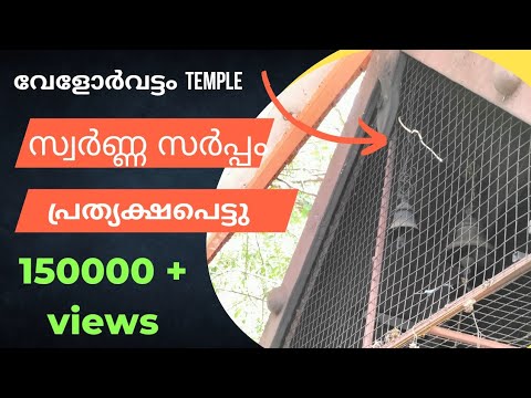 നാഗ സർപ്പം പ്രത്യക്ഷപെട്ടു// Velorvattam Temple Cherthala//Sarppam ...