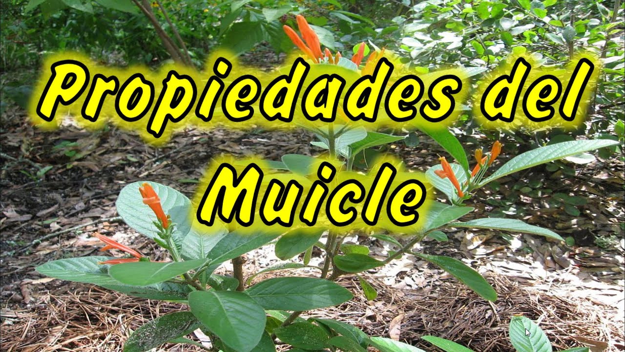 Propiedades del Muicle, Muicle Planta Medicinal Curativas Aumenta la ...
