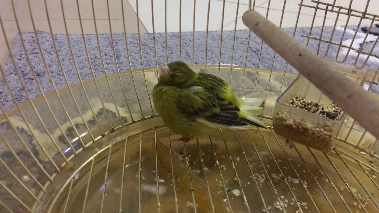 Last Day With the Canary |Bird |Canary |The Funeral - YouTube