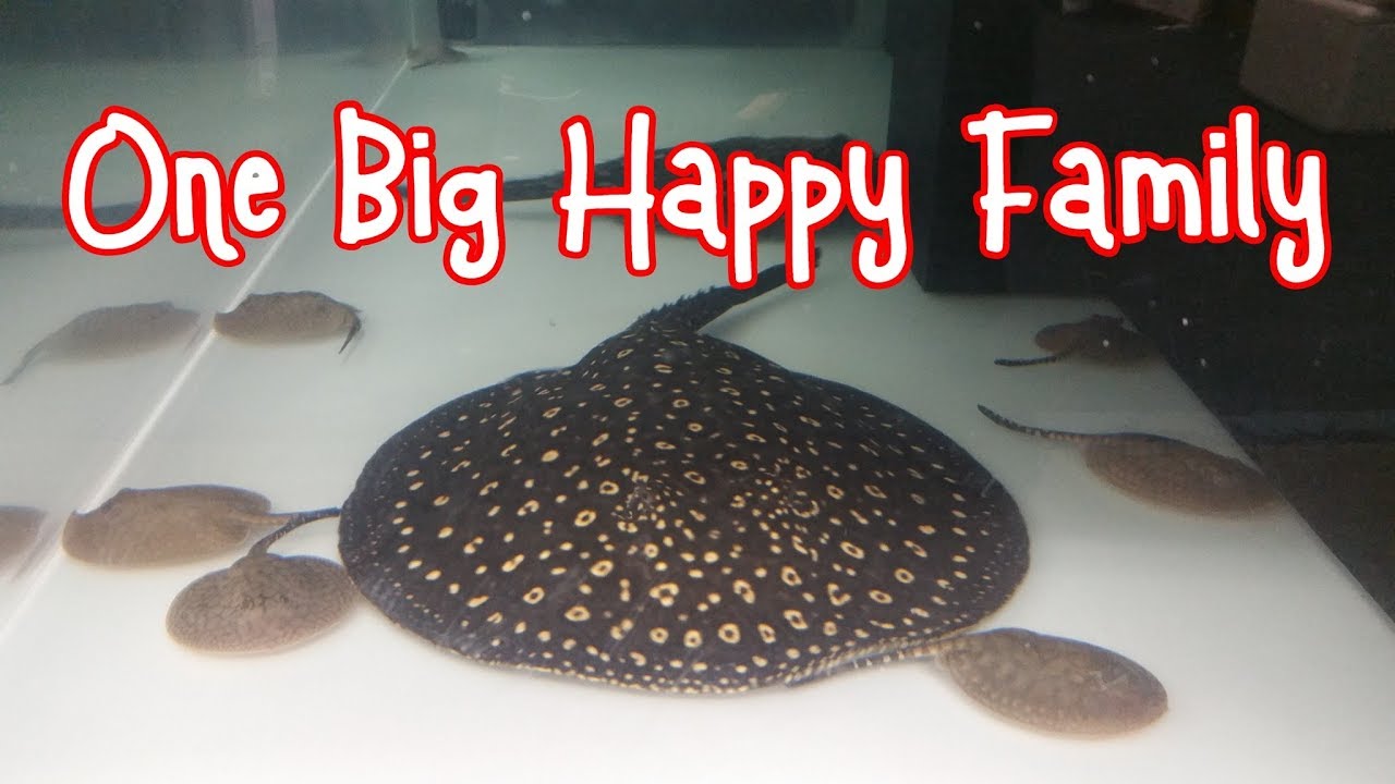 Galaxy P14 Hybrid stingrays born - YouTube