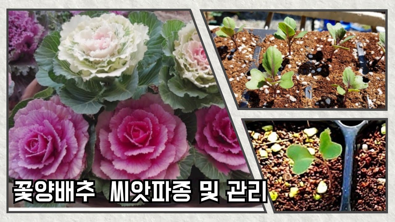 꽃양배추 씨앗파종 및 관리 꽃양배추 재배 꽃양배추 키우기 꽃배추 종자파종 꽃배추 가꾸기 Youtube