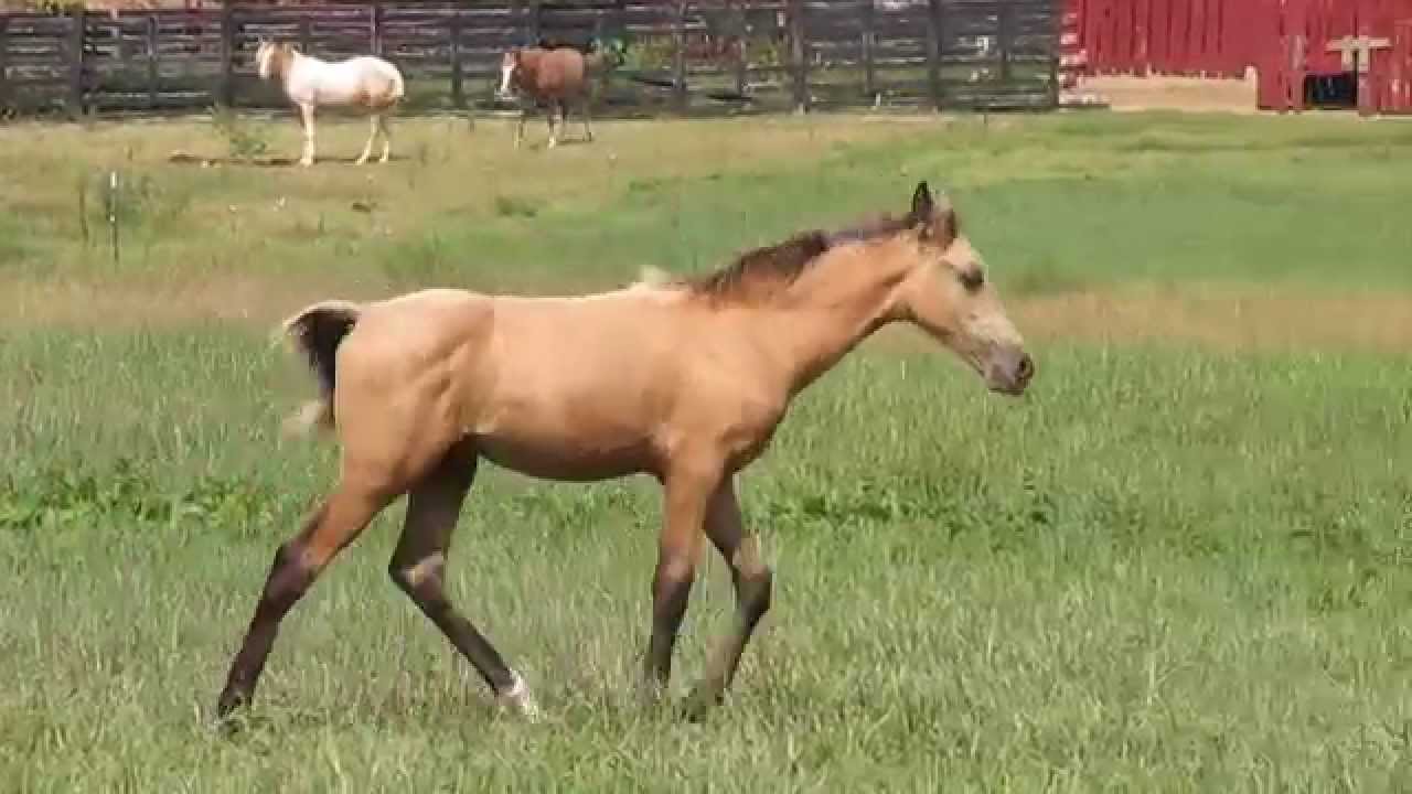Buckskin colt - YouTube