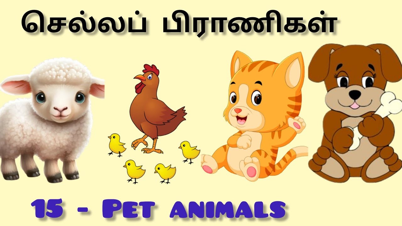 வீட்டு விலங்குகள் அறிவோம்_pet animals for kids|செல்லப் பிராணிகள்| - YouTube
