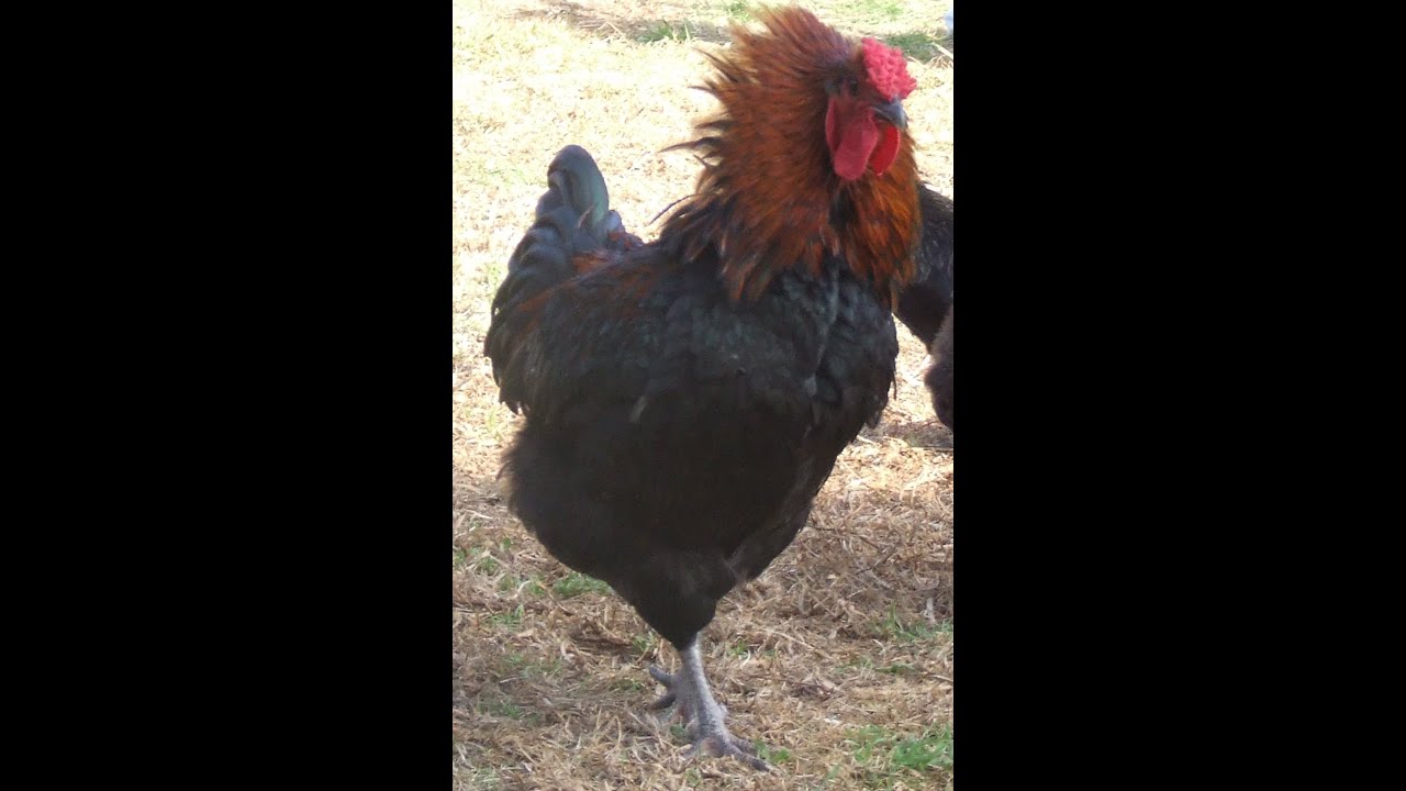 Rooster talking - YouTube