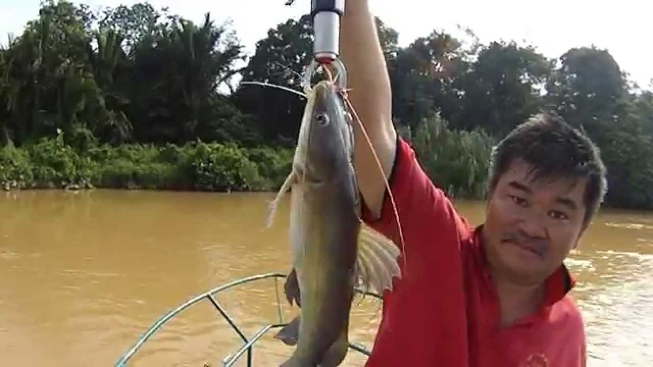 Catch & Release (catfish ulu Mukah river Sarawak Borneo) - YouTube