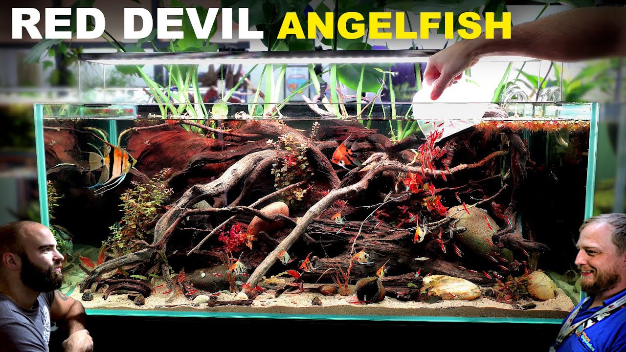 Red Devil Angelfish Aquarium: EPIC 4ft Aquascape Tutorial - YouTube