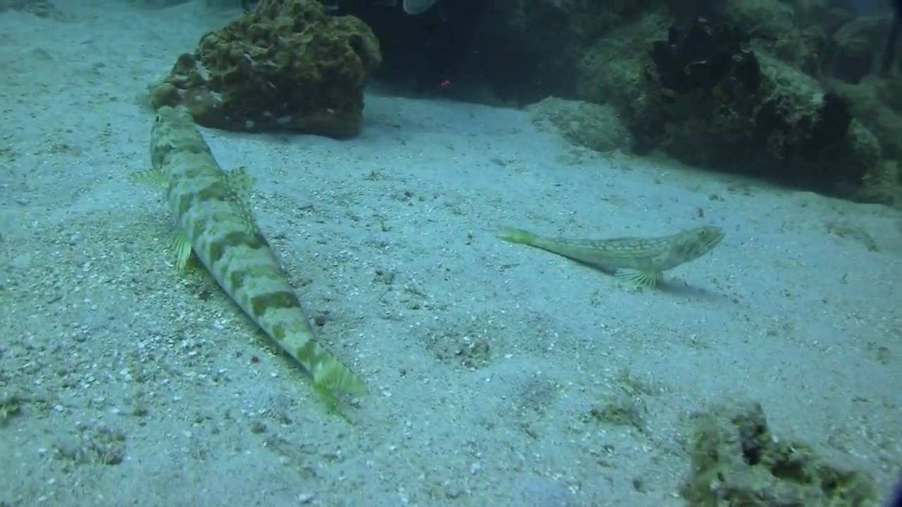 Lizard fish - YouTube