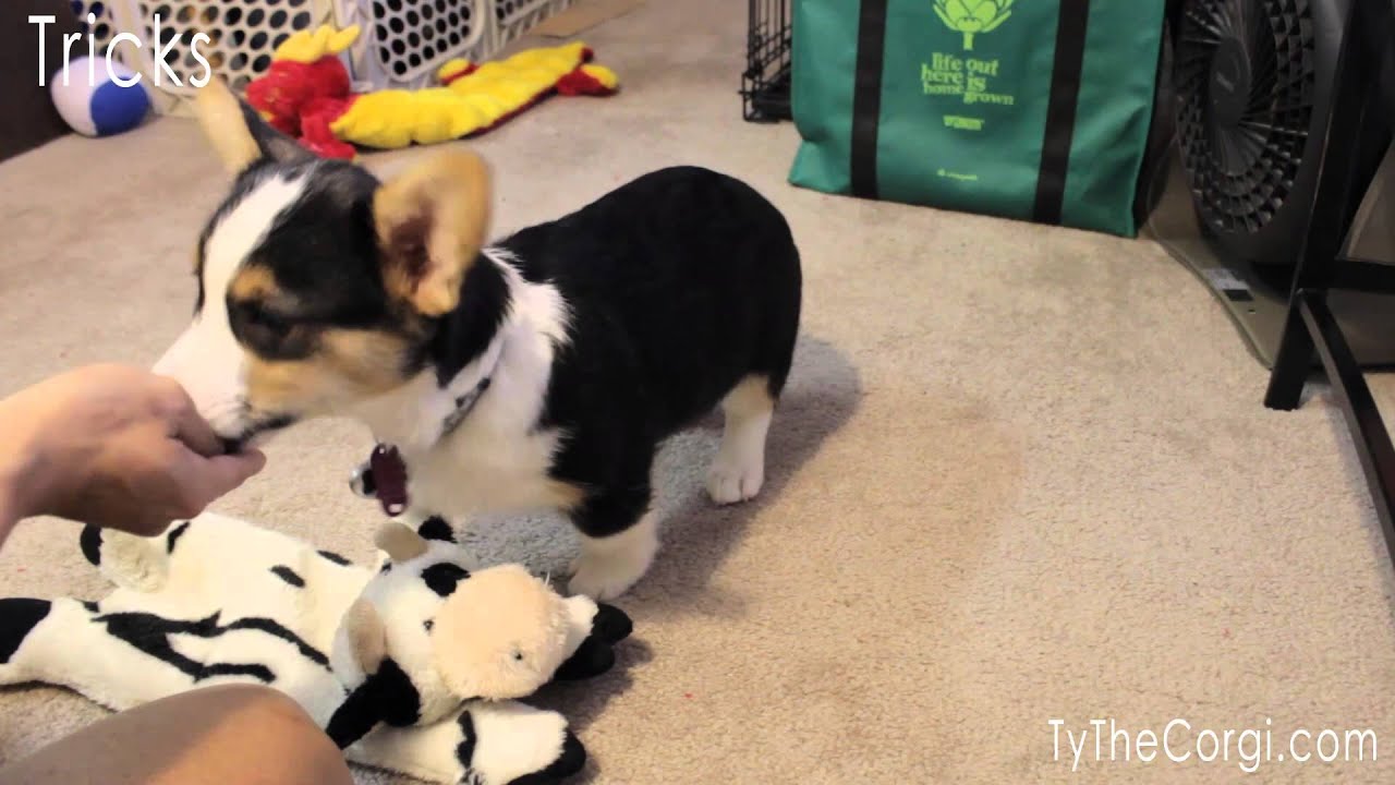 Ty The Corgi - 14 Tricks at 14 Weeks - YouTube