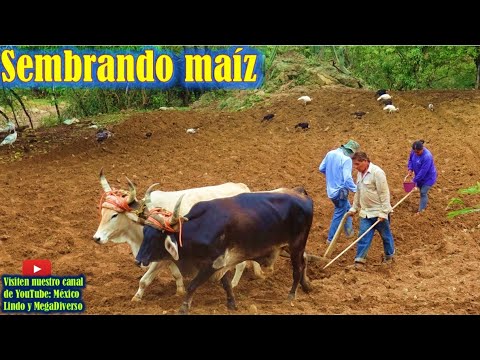Primer dia de SIEMBRA en el Rancho con YUNTA de Toros - YouTube
