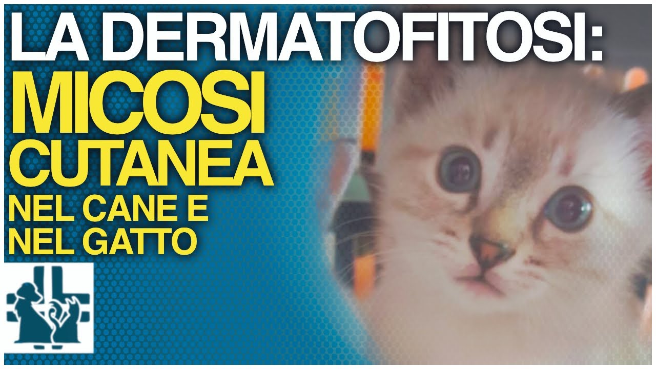 Micosi cutanea nel cane e nel gatto : la dermatofitosi - YouTube