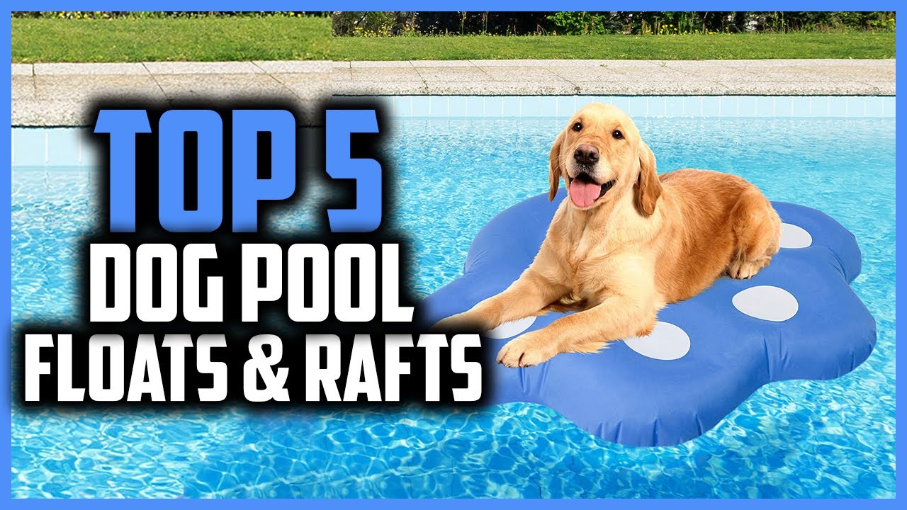 Top 5 Best Dog Pool Floats & Rafts of 2024 - YouTube