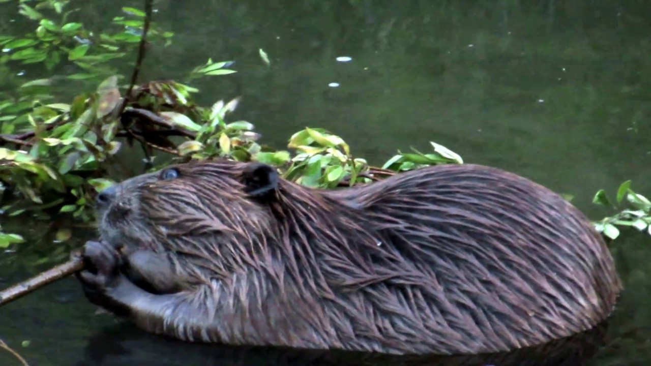 Beaver chewing on a branch Tulocay Creek Beaver Pond in Napa, Ca - YouTube