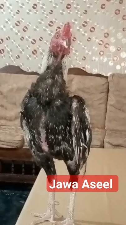 Aseel Roster jawa | Jawa Aseel Murga #care - YouTube