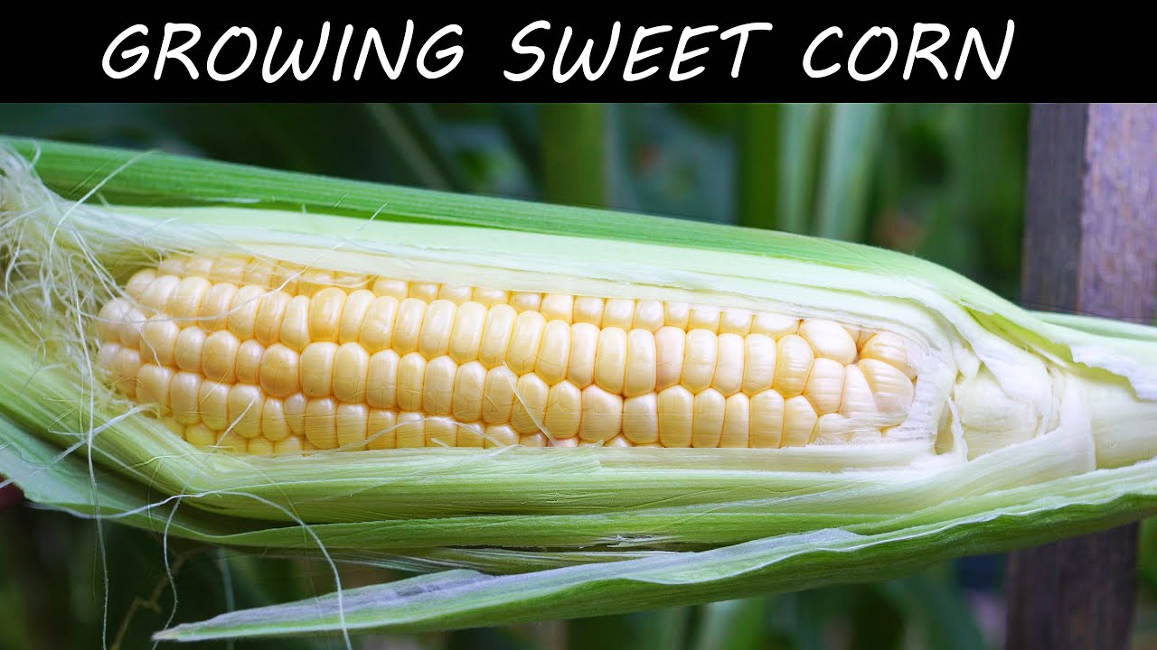 Growing Triple Crown Hybrid Corn | EZ and Delicious! - YouTube