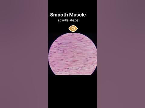 How to identify Smooth muscle Histology slide #learnanatomywithfun # ...