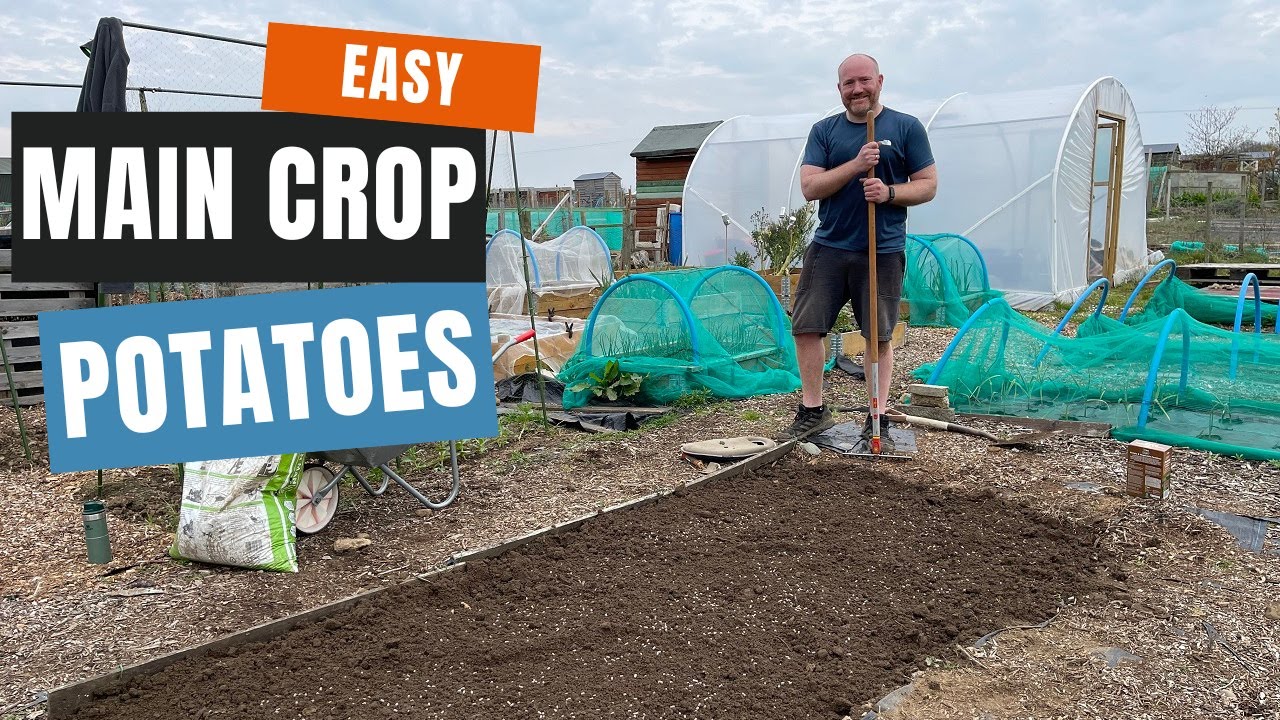 Quick and Easy Main Crop Potatoes | How To Grow Potatoes | Mark's ...