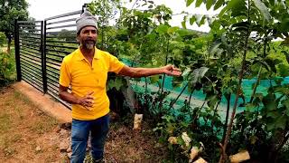 benefits of jatropha plant. why it can be planted around your field by hunsur Thammaiah #viral #farm