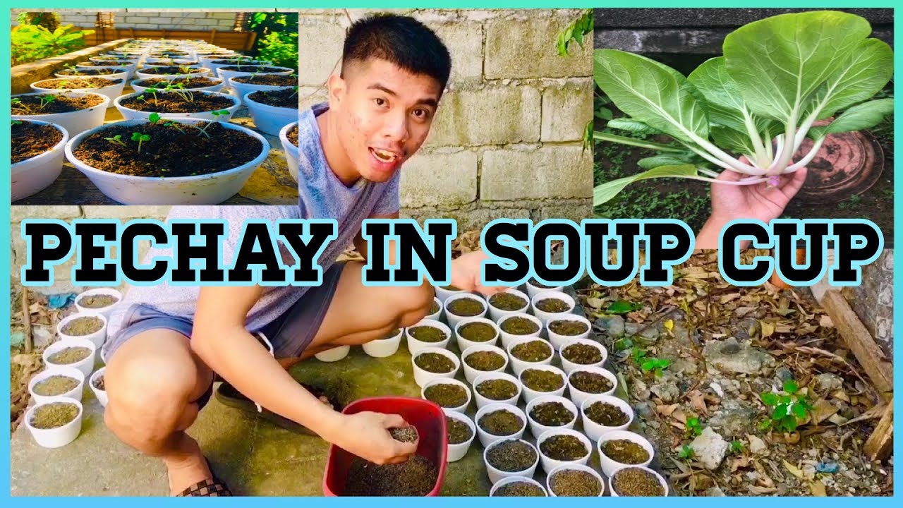 HOW TO TRANSPLANT PECHAY using Disposable Soup Cup (Bok Choy, Pak Choi ...