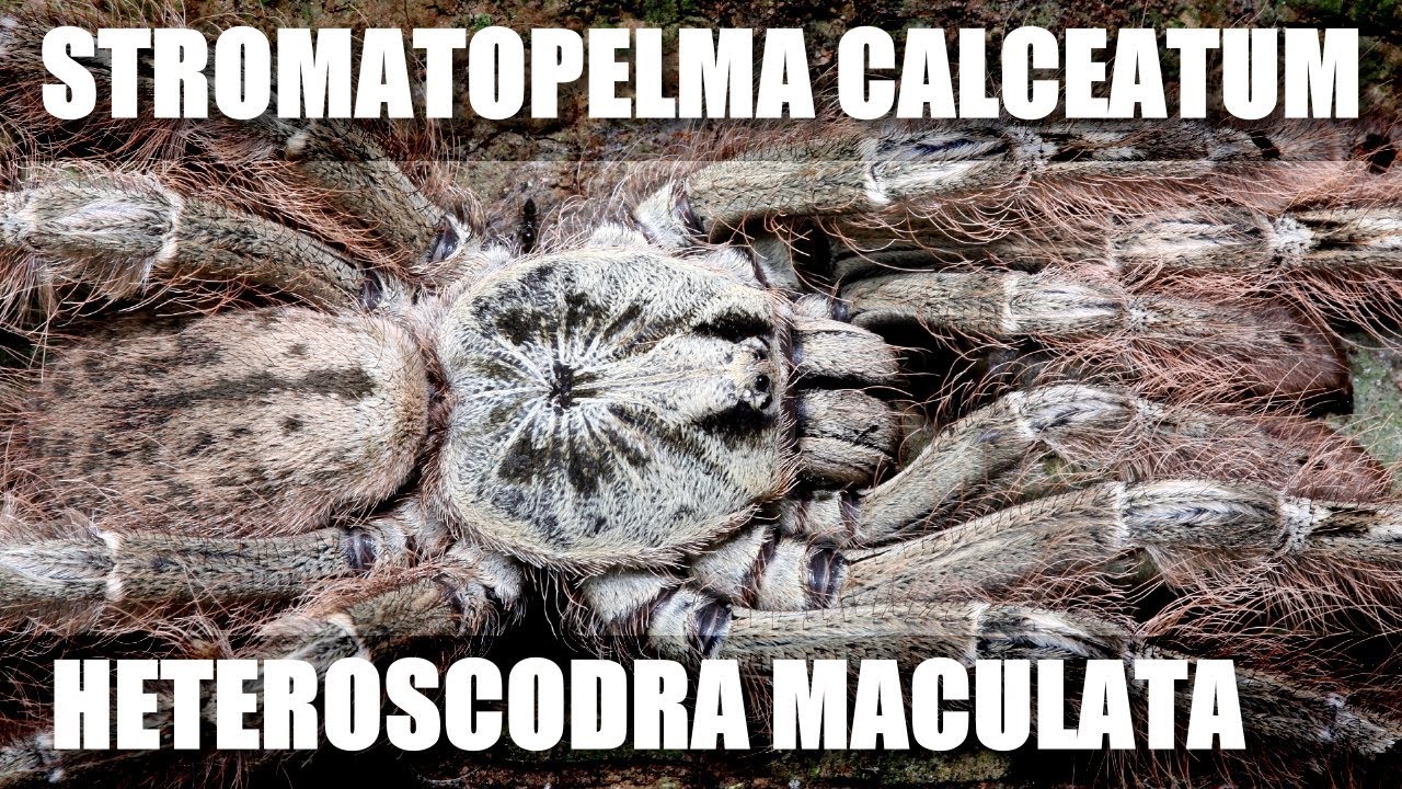 S. calceatum & H. maculata Ghana - YouTube