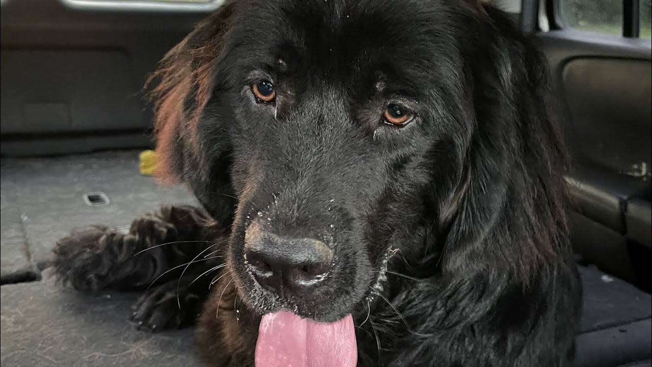New baby to the family Newfoundland - YouTube