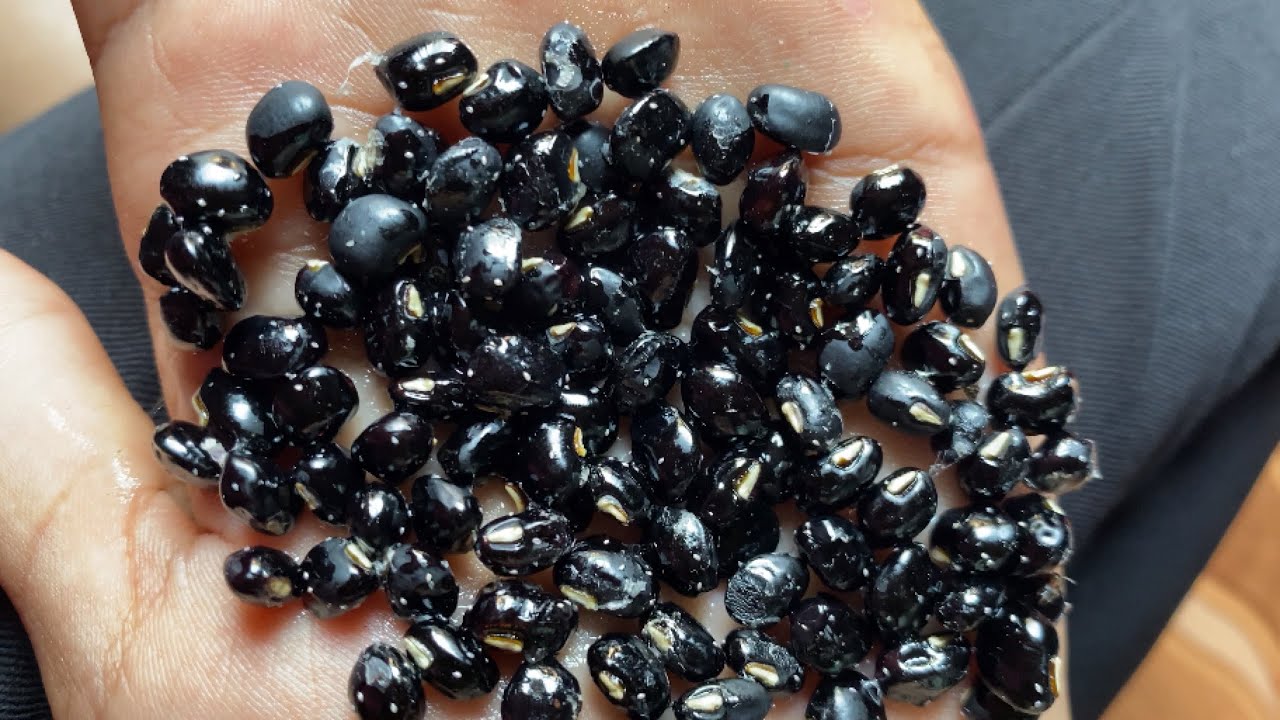 My fake ticks, Remove black bean ticks from hand - YouTube