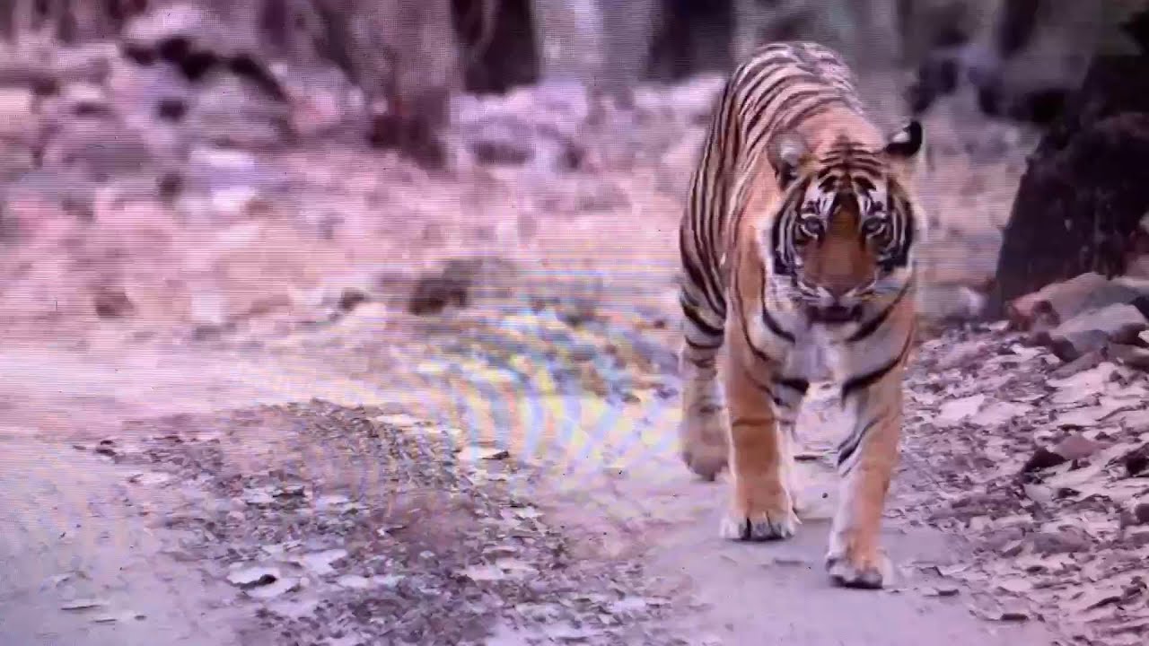 Disneynature’s Tiger| End Credits - YouTube