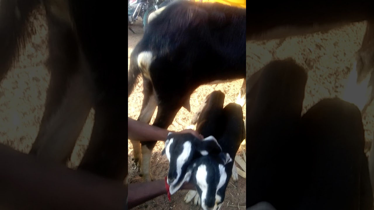 Tamil Nadu Kanni goat - YouTube