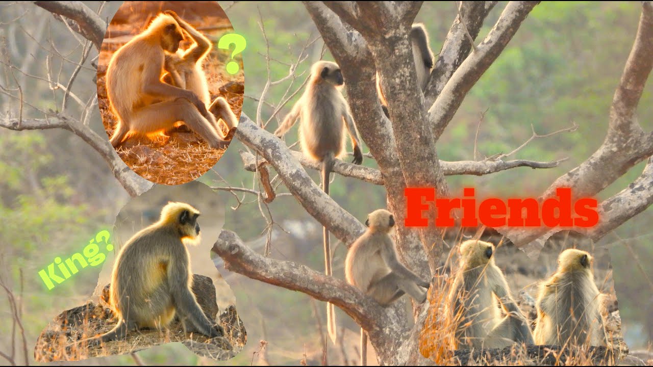 Exploring the Natural Habitat of Monkeys Nature’s Playgrounds - YouTube