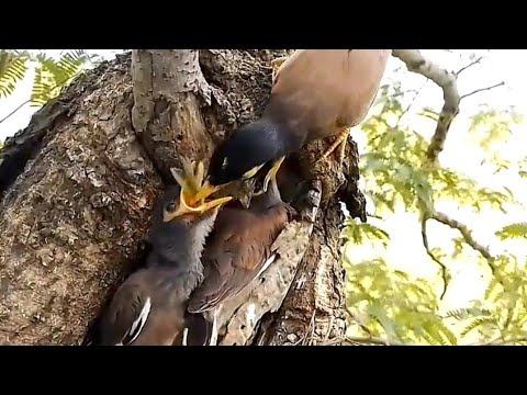 Common Myna lay five eggs and are close to hatching. [ @My Nest nests ...