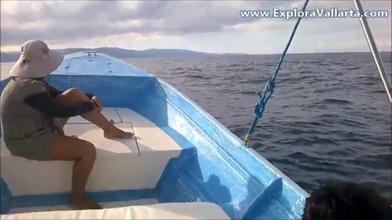 Ballenas Jorobadas Cantando - Humpback Whale Singing - YouTube