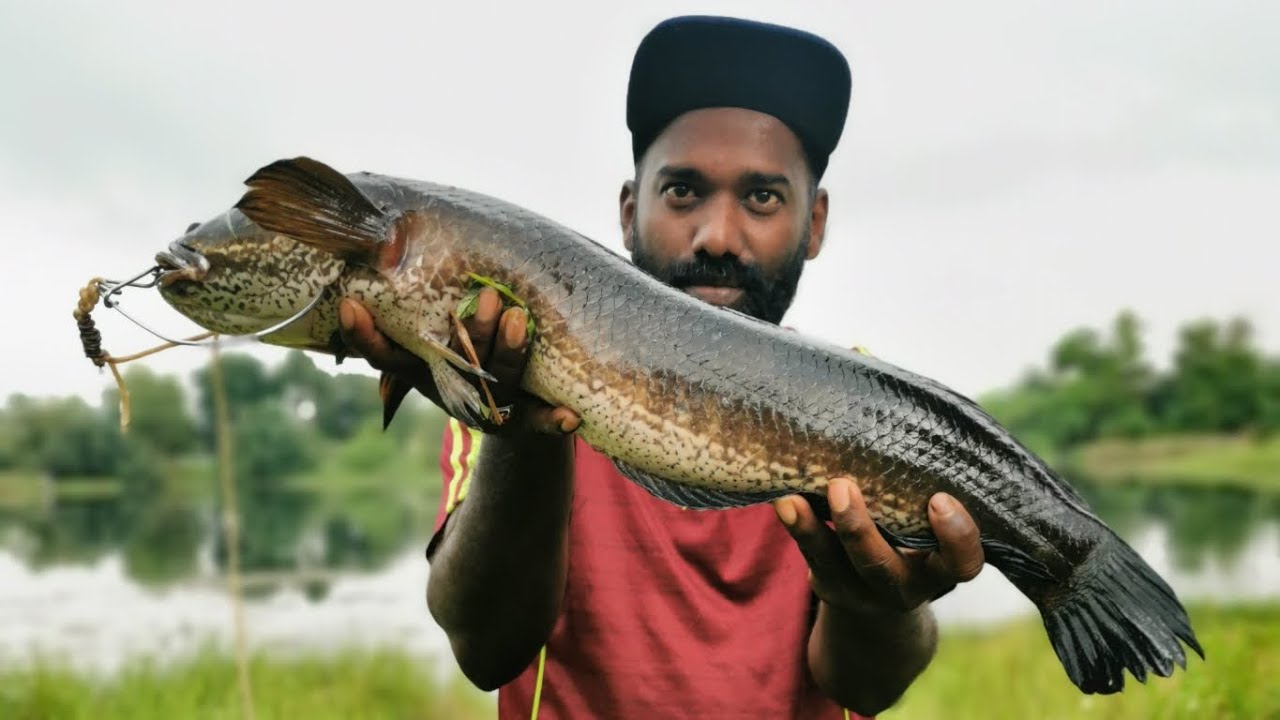 Mission Hunting Haruan Fish Exclusive 4K HD_Use Headphones🎧 4 Music ...