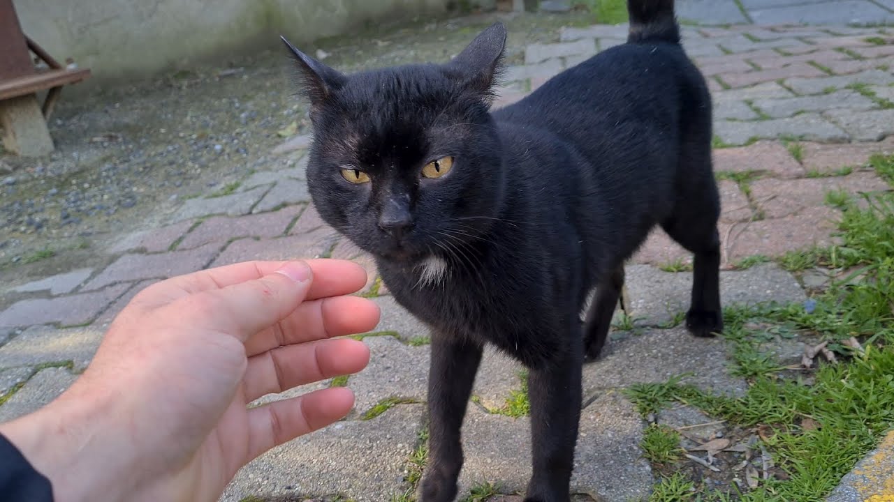 Very handsome black male cat. - YouTube