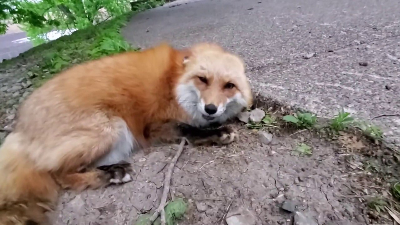 Waking up Finnegan Fox. fox. Save a fox. Saveafox. Uploads from Save a ...