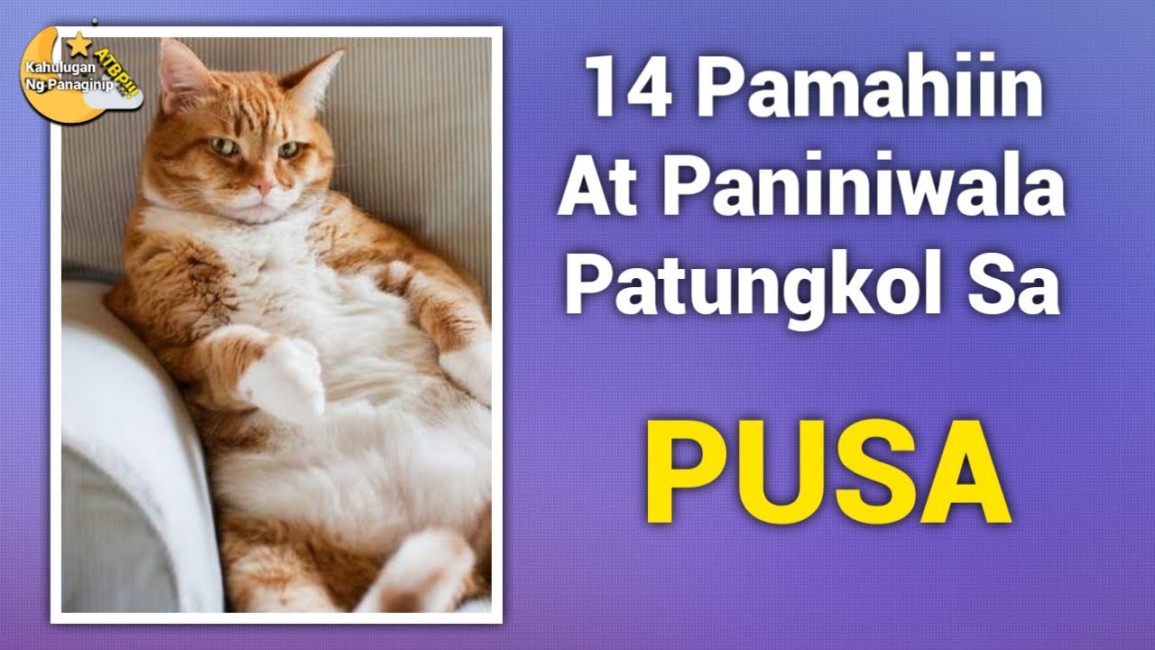 14 Pamahiin At Paniniwala Patungkol Sa Pusa - YouTube