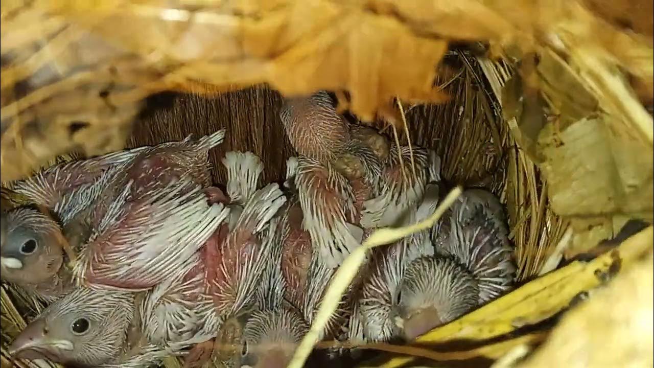 java or finch nesting material. - YouTube