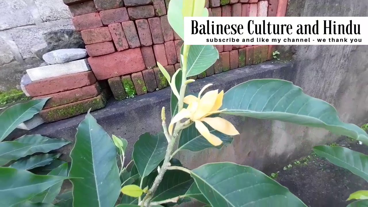 Cempaka Kuning dan Cempaka Putih dalam pot yang rajin berbunga ...