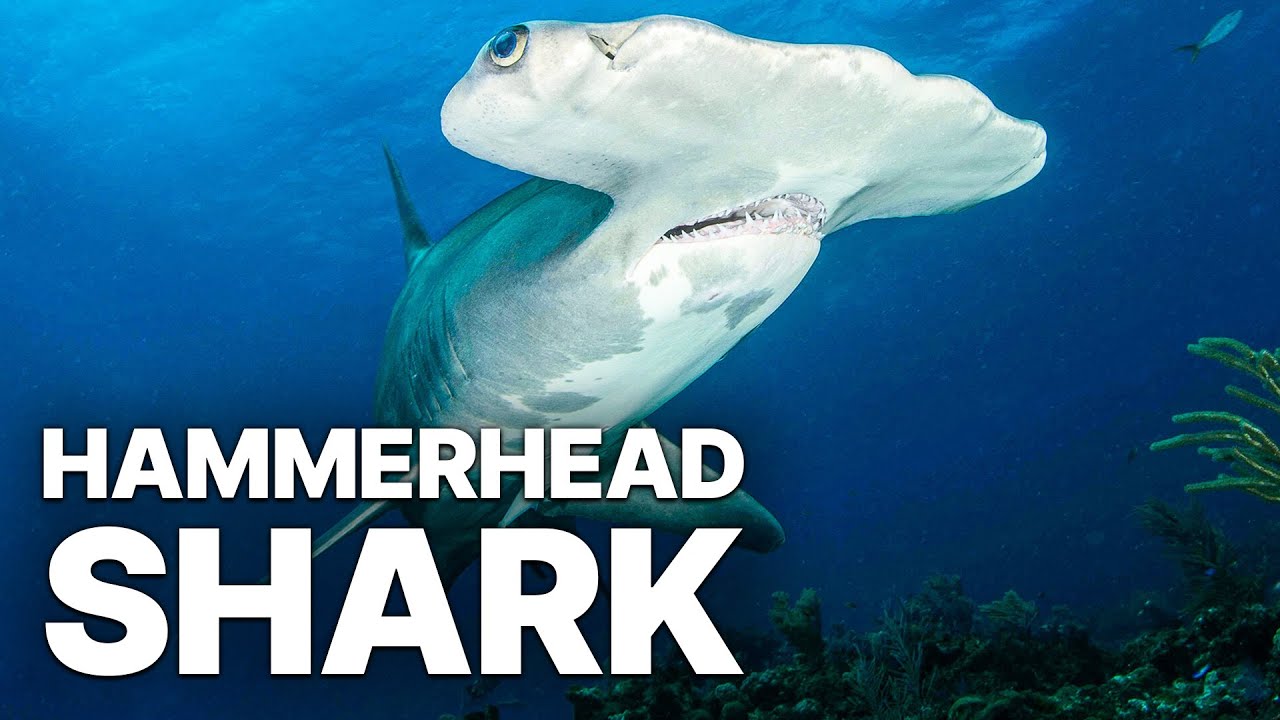 The Big Hammerhead Shark Of Rangiroa | Underwater Documentary - YouTube