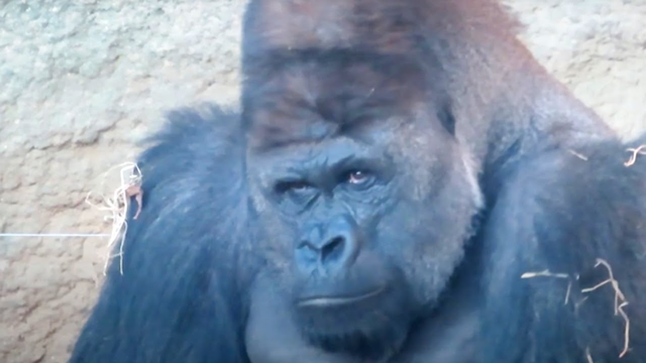 日本上野動物園金剛猩猩Haoko家族完整介紹The Introduction Of Gorilla Haoko Troop #金剛猩猩 ...